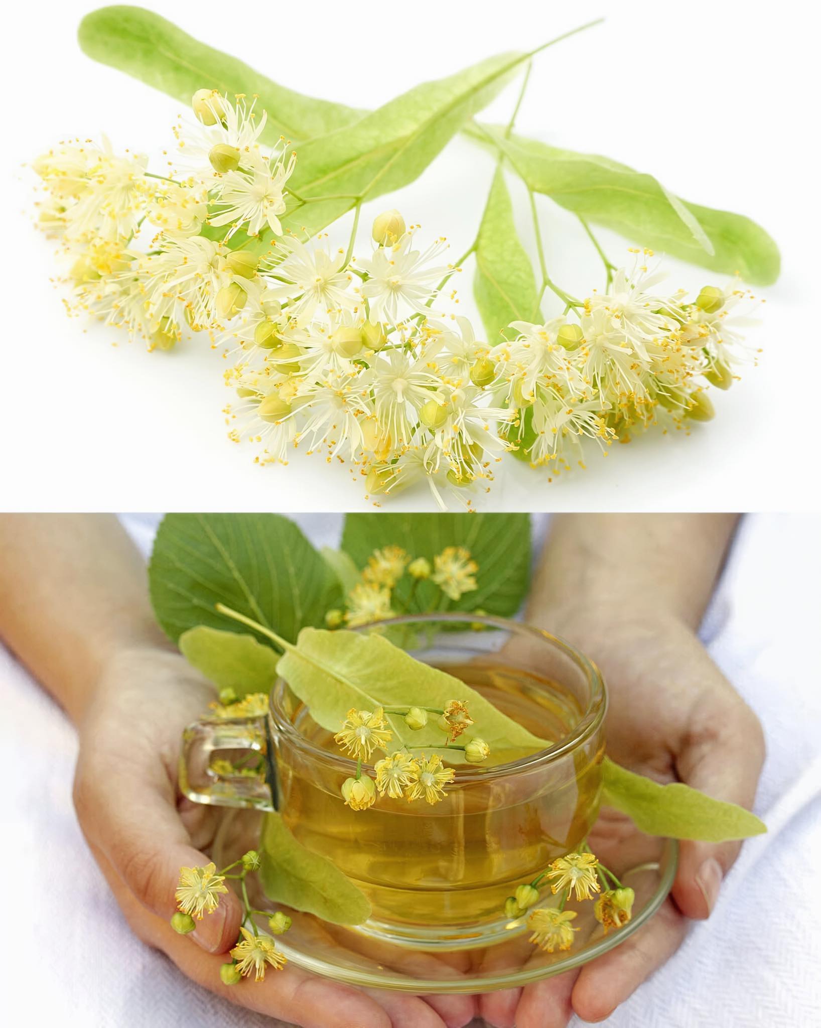 El poder curativo del té de tilo: propiedades, beneficios y cómo ...