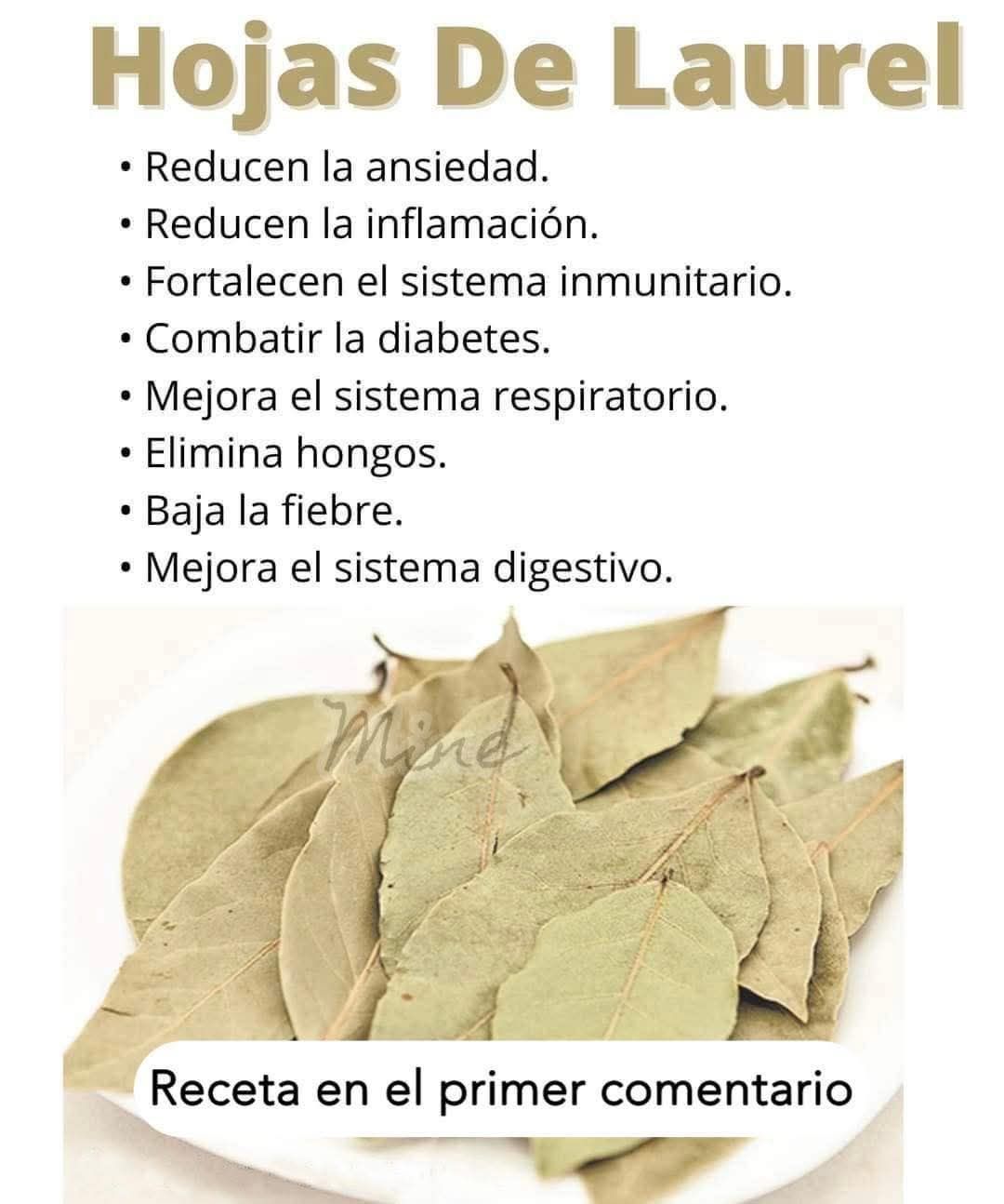 "LA PLANTA QUE LO CURA TODO: LOS SORPRENDENTES USOS MEDICINALES DEL ...