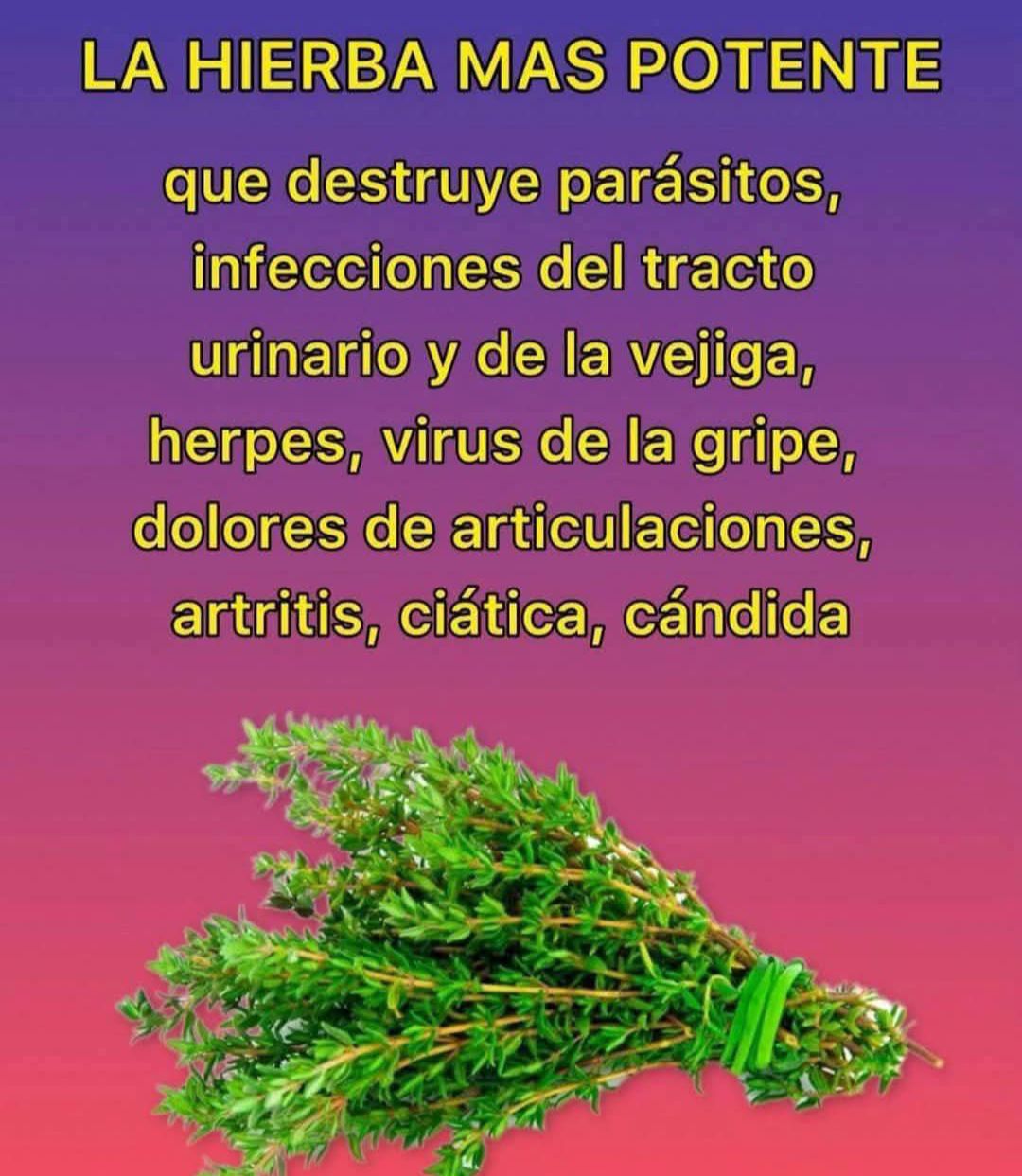 DESCUBRE LAS PROPIEDADES CURATIVAS DEL ROMERO - Wowug