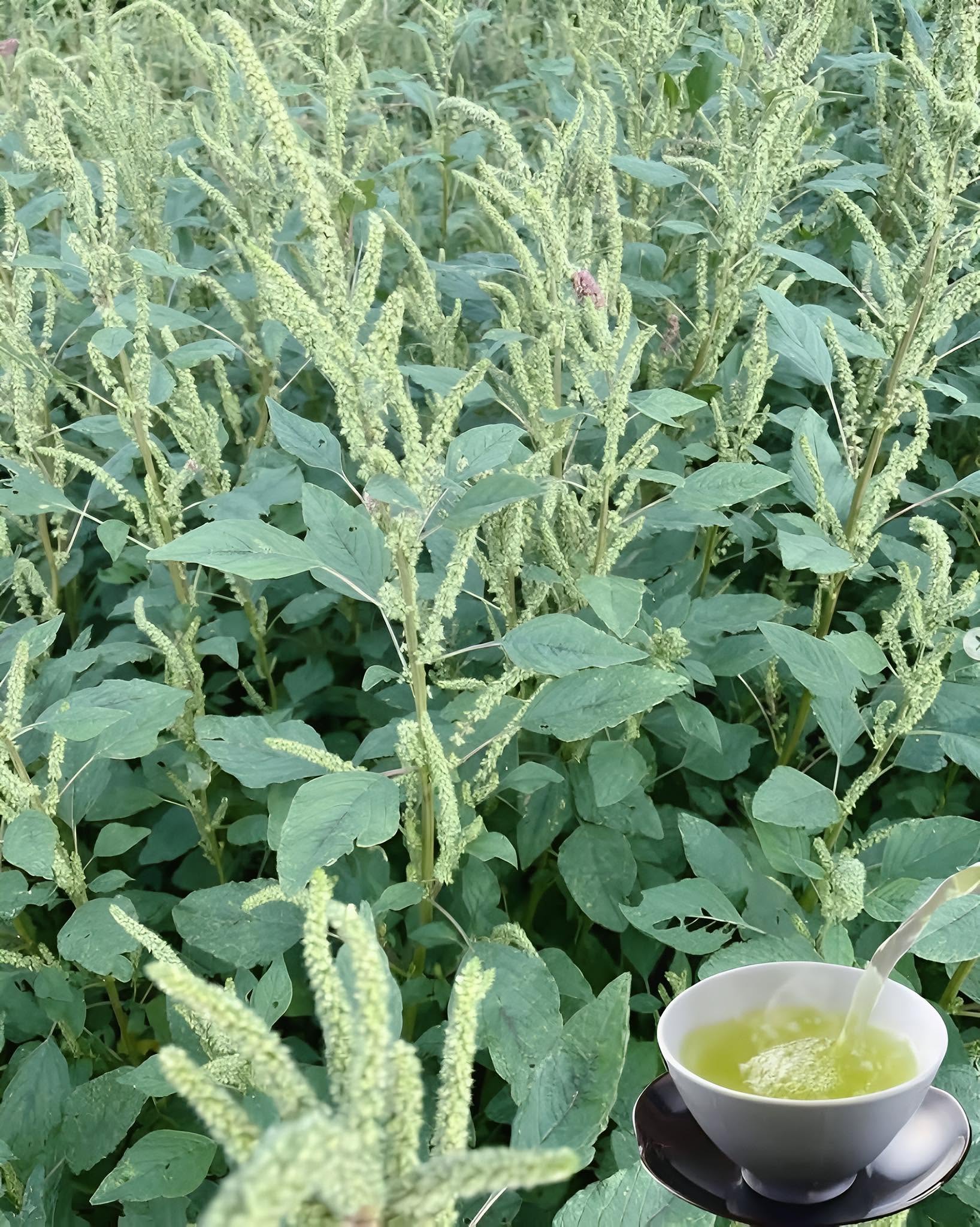 ¿SABIAS QUE EL BLEDO Ayuda a Tratar Estos 10 Problemas de Salud ...