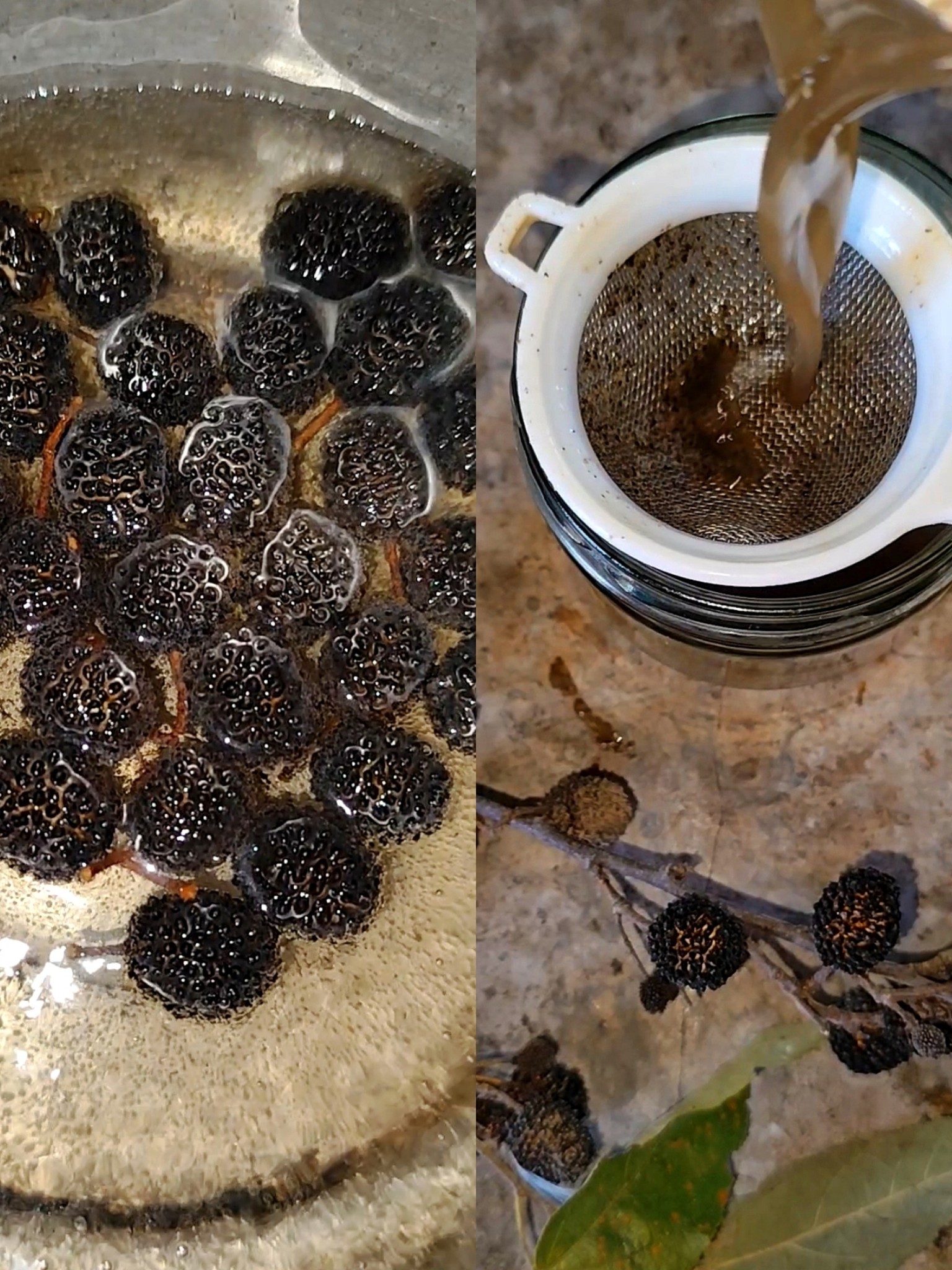EL GUÁSIMO: UN REMEDIO NATURAL PARA LA SALUD RENAL Y URINARIA - Wowug