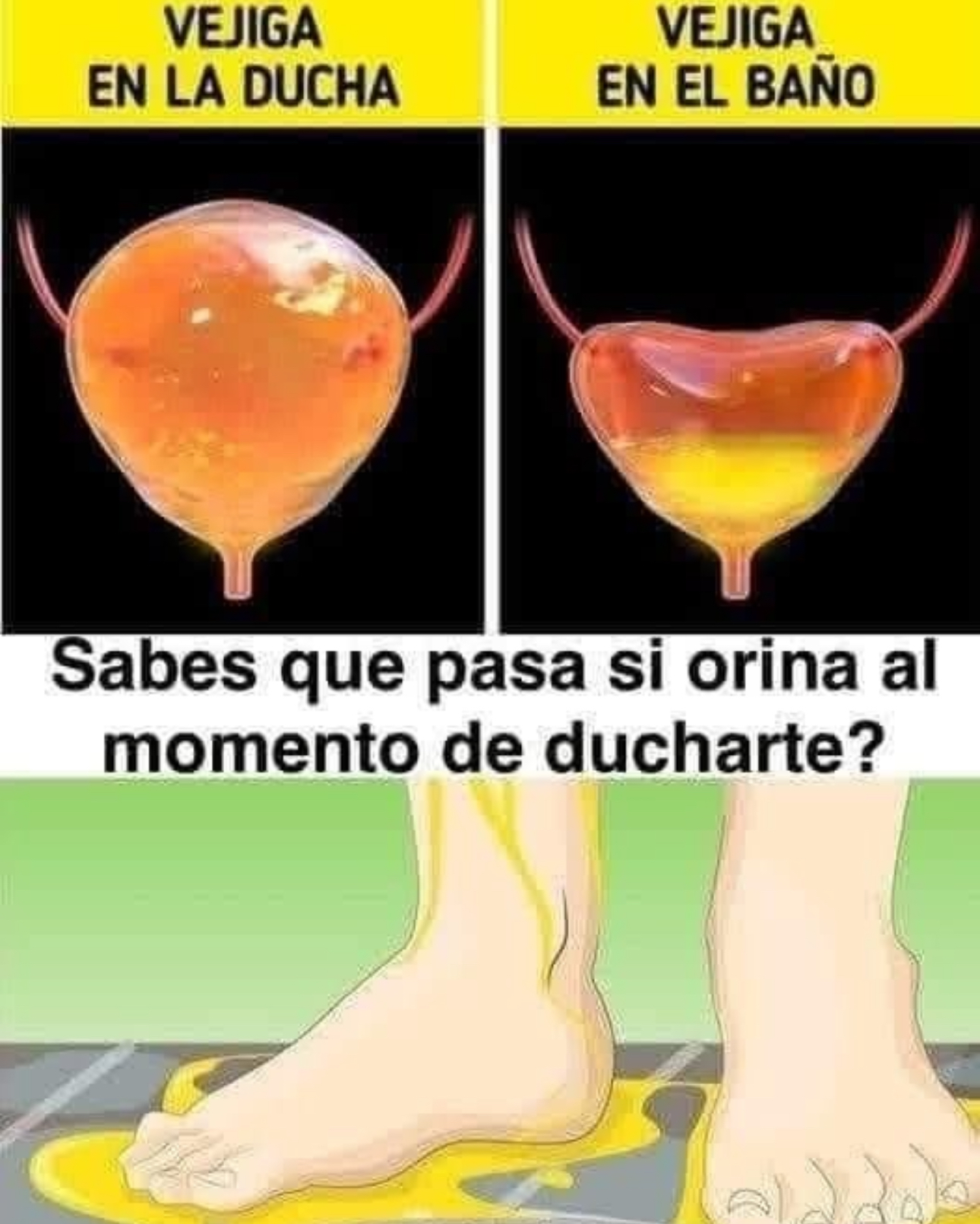 "¿ORINAR EN LA DUCHA? DESCUBRE LOS IMPACTANTES EFECTOS QUE NADIE TE ...