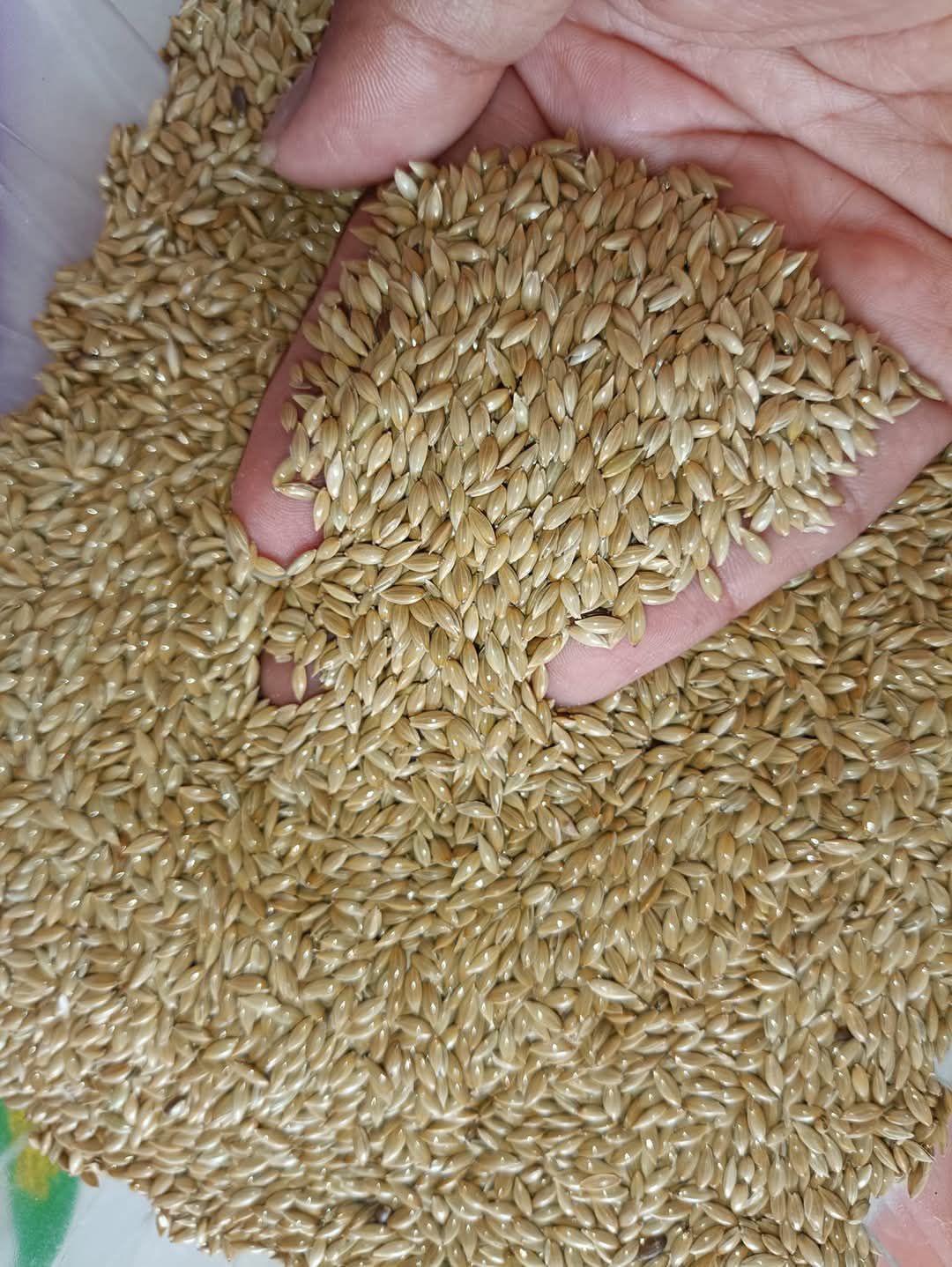 EL ALPISTE: UN SUPERALIMENTO CON PROPIEDADES MEDICINALES SORPRENDENTES ...