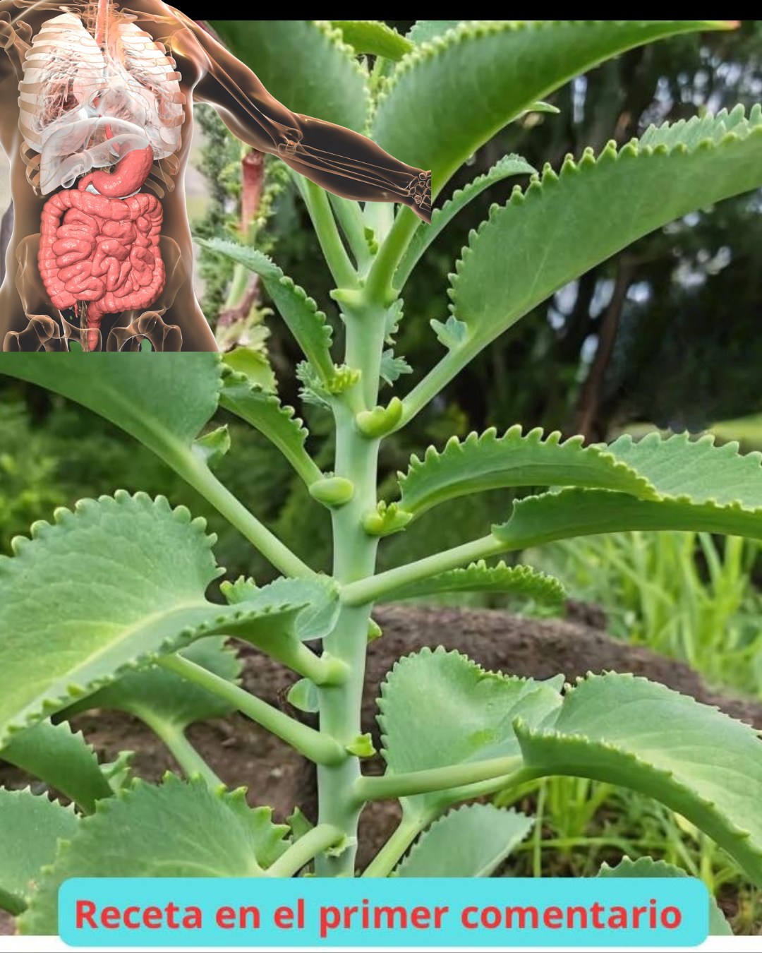 La Kalanchoe La Planta Medicinal Con 15 Beneficios Sorprendentes Para