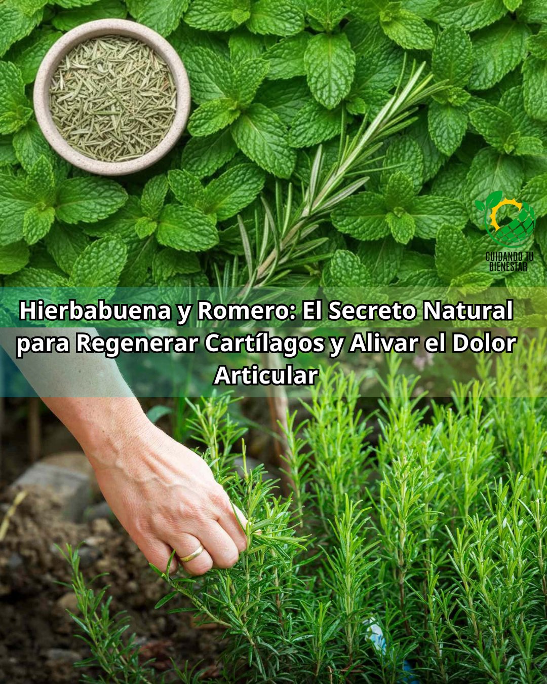 Hierbabuena y Romero: El Secreto Natural para Regenerar Cartílagos y ...